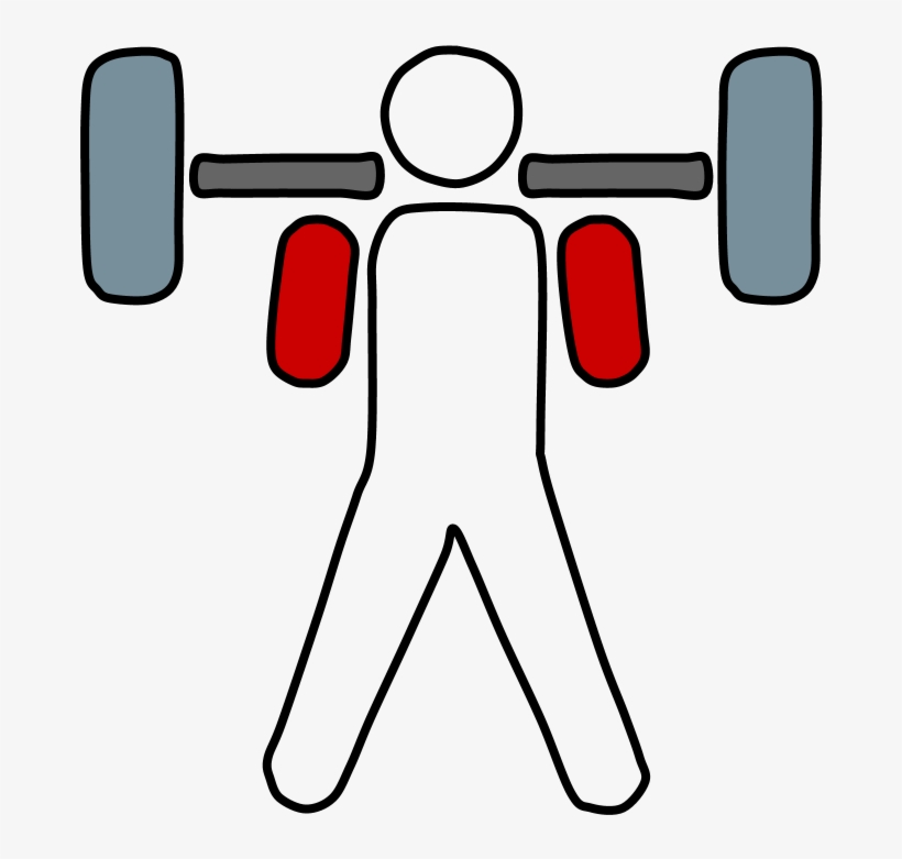 Weightlifter, Barbell - Free Transparent PNG Download - PNGkey