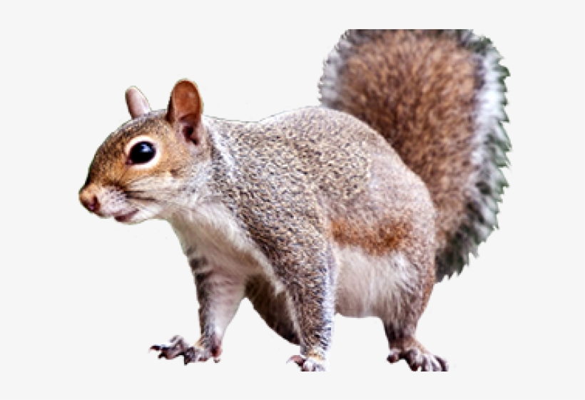 Squirrel Transparent - Free Transparent PNG Download - PNGkey
