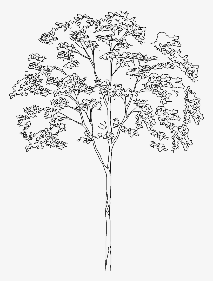 Landscape Architecture Tree Sketch - Free Transparent PNG Download - PNGkey