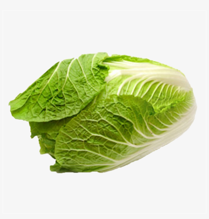 Chinese Cabbage - Kínai Kel - Free Transparent PNG Download - PNGkey