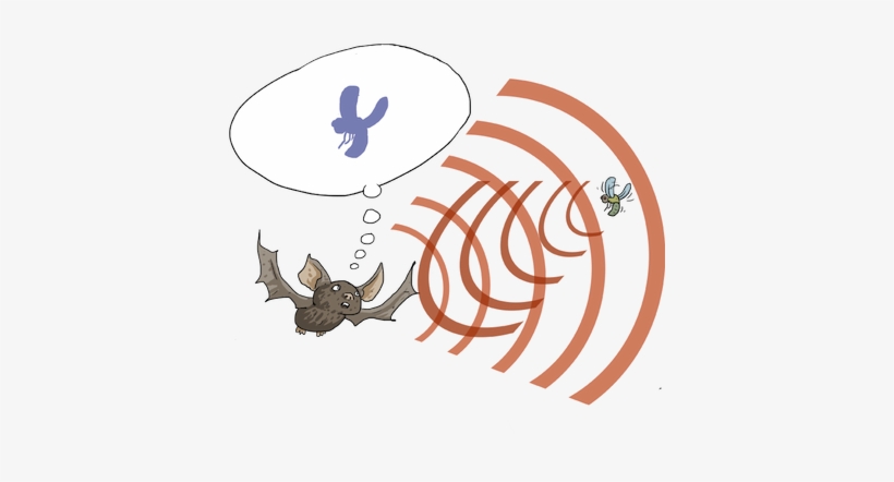 Info On Bats - Ultrasonic Hearing - Free Transparent PNG Download - PNGkey