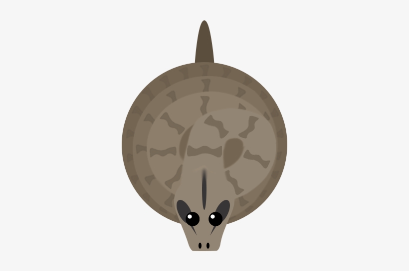 Boaconstrictor - Boa Constrictor - Free Transparent PNG Download - PNGkey