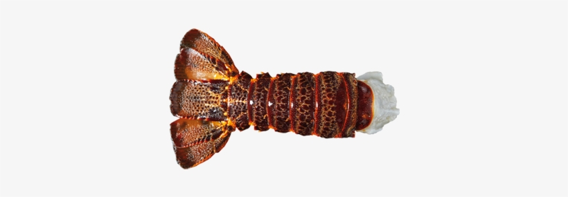 Raw Rock Lobster Tail By Sapmer - Lobster Tail Transparent - Free ...