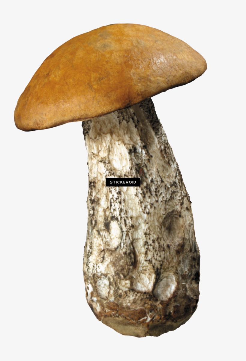Mushroom - Fungus - Free Transparent PNG Download - PNGkey