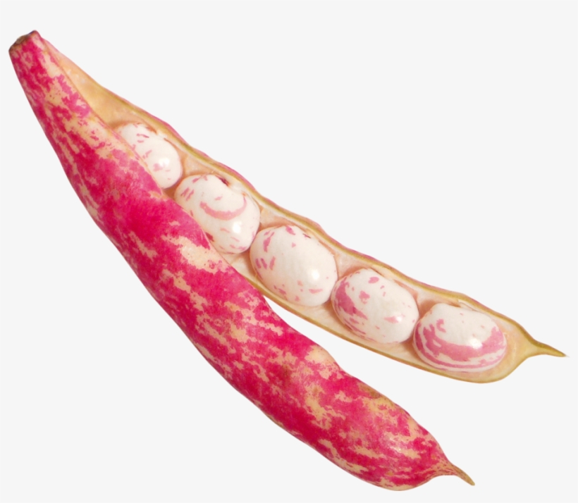 Beans Png Image - Bean - Free Transparent PNG Download - PNGkey