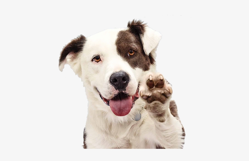 Pause - Dog Adoption - Free Transparent PNG Download - PNGkey