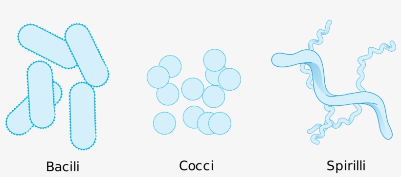 Bacteria Morphologic Forms Simplified - Rod Shaped Bacteria Drawing ...