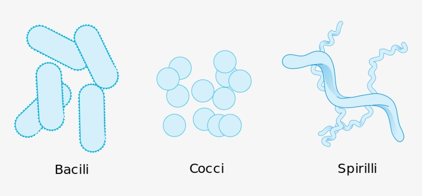 Bacteria Drawing - Rod Shaped Bacteria Drawing - Free Transparent PNG ...