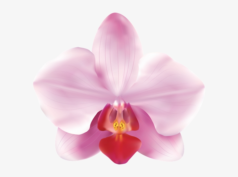 Pink Orchid Png - Free Transparent PNG Download - PNGkey