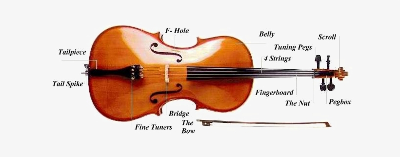 Cello Png Picture - Cello Anatomy - Free Transparent PNG Download - PNGkey