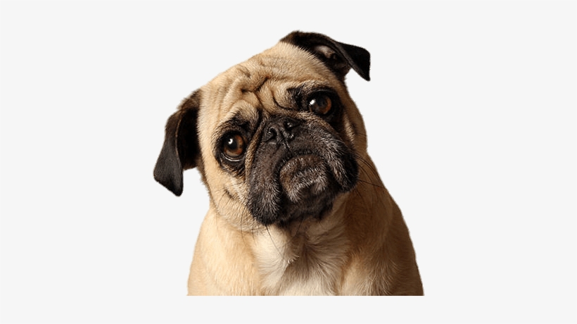 Animals - Pugs - Pug Png - Free Transparent PNG Download - PNGkey