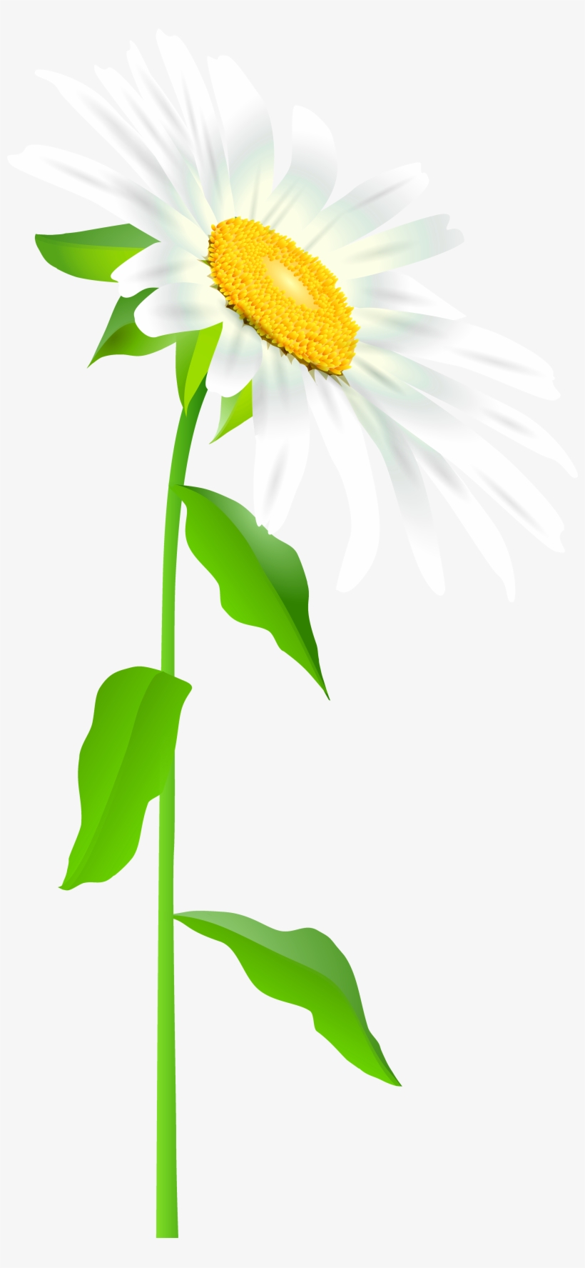 Vector Graphics - Free Transparent PNG Download - PNGkey