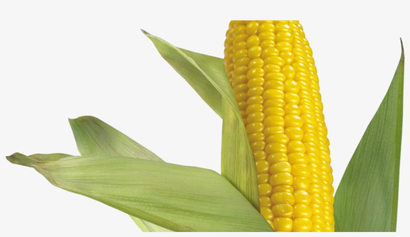 Corn Stock Transparent Background - Free Transparent PNG Download - PNGkey