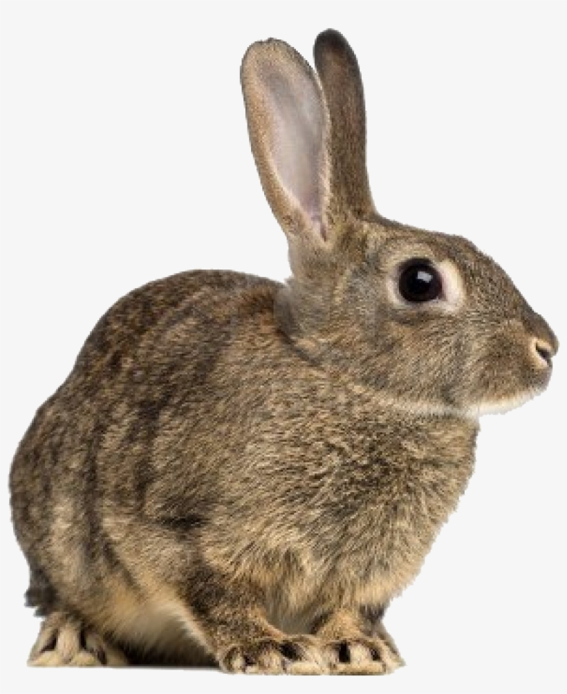 European Rabbit No Background - Free Transparent PNG Download - PNGkey