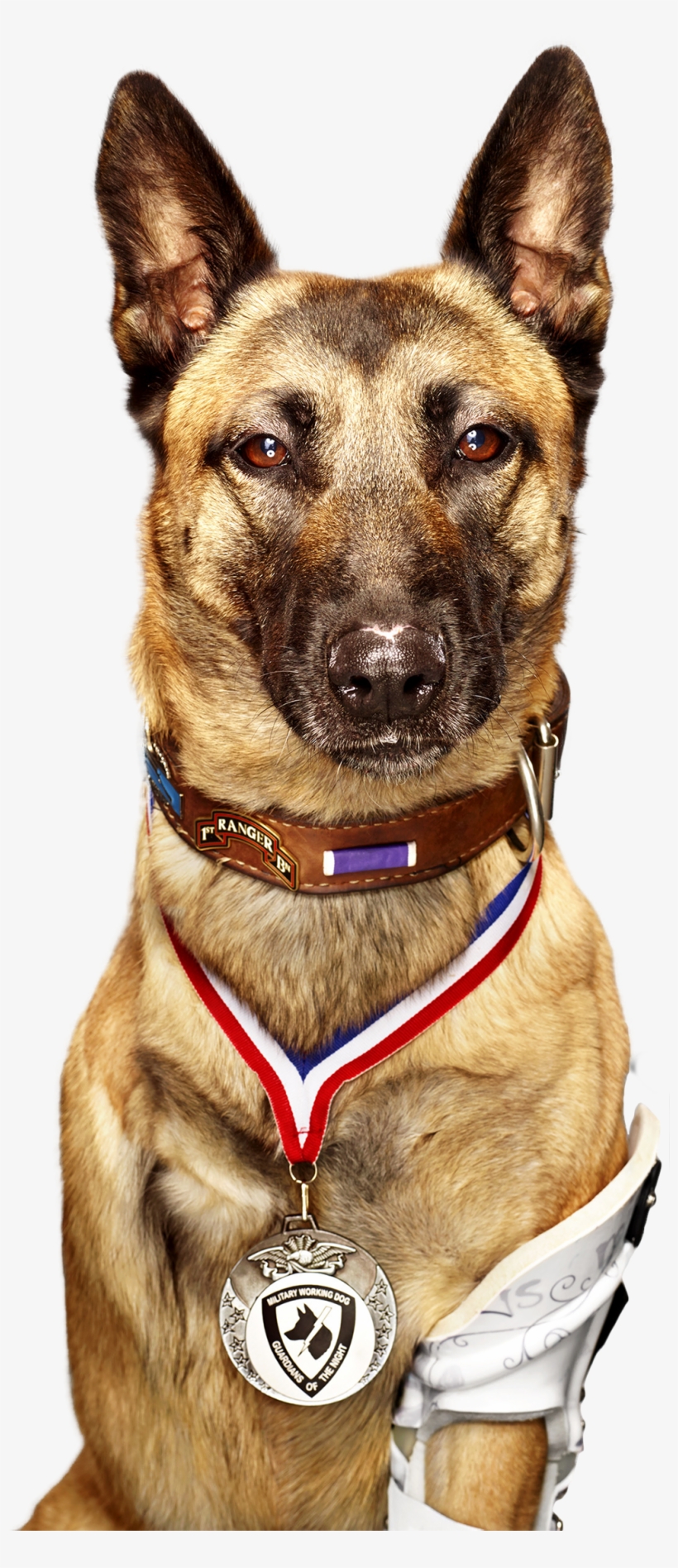 War Hero Dog Named Layka [1007 × 2279 - Paws Of Courage: True Tales Of ...