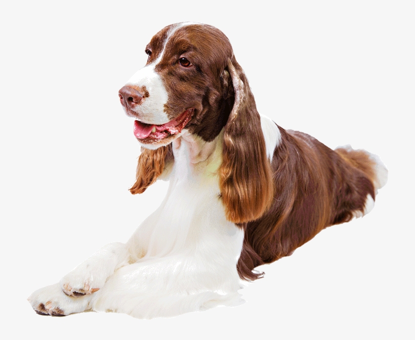 Springer Spaniel Photos - English Springer Spaniel Png - Free ...