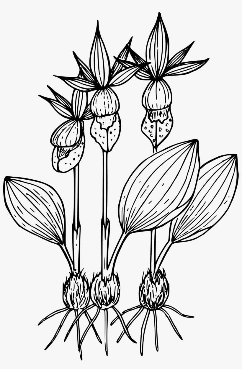 This Free Icons Png Design Of Calypso Orchid - Free Transparent PNG ...