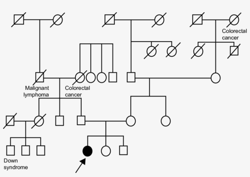 Arrow Indicates The Proband - Diagram - Free Transparent PNG Download ...