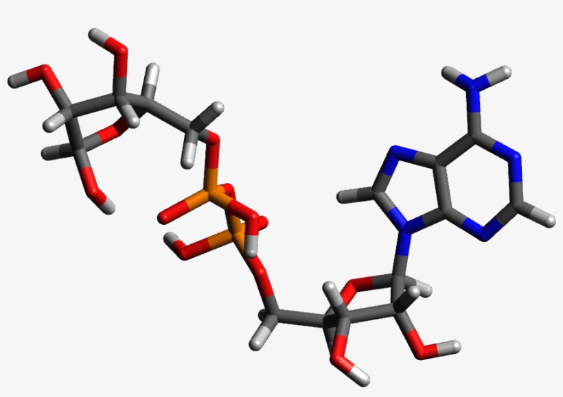 Three-dimensional Model Of Adp Ribose - Adenosine Diphosphate Ribose ...