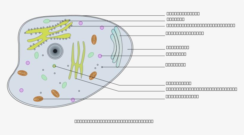 How To Set Use Animal Cell Labelled Svg Vector - Free Transparent PNG ...