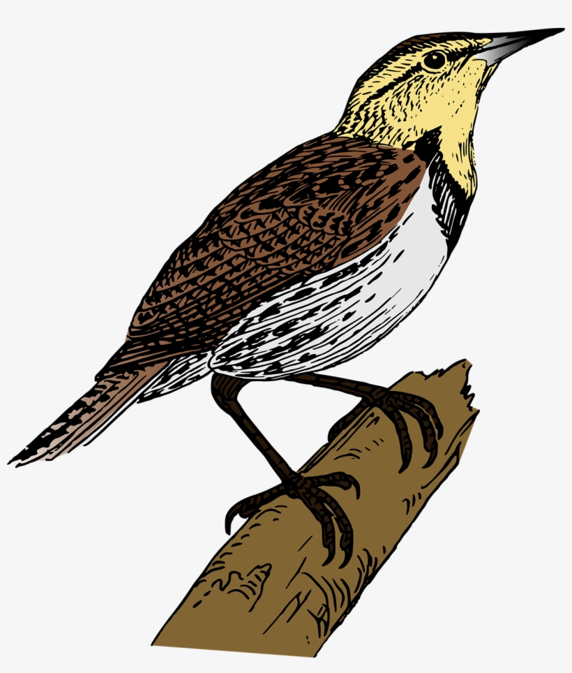 Lark Png - Free Transparent PNG Download - PNGkey