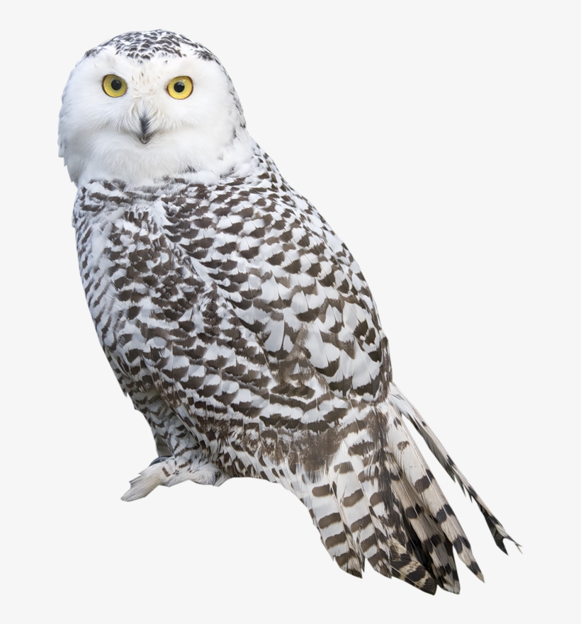 Barn Owl No Background Image Transparent Background - Owl Png - Free ...