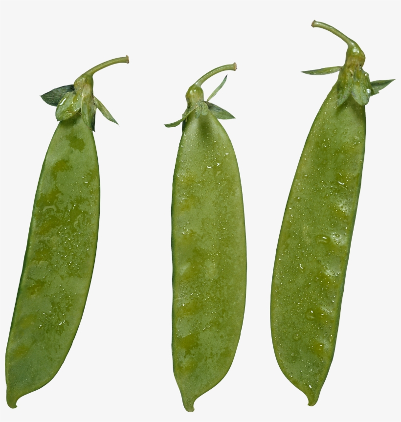 Lima Beans In Pod - Free Transparent PNG Download - PNGkey