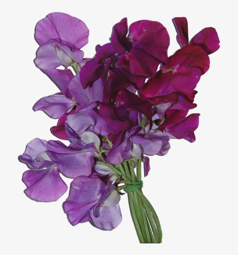 13777058 - Sweet Pea Flowers Png - Free Transparent PNG Download - PNGkey