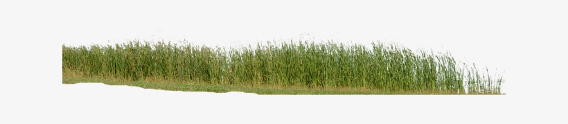 Green - Free Transparent PNG Download - PNGkey