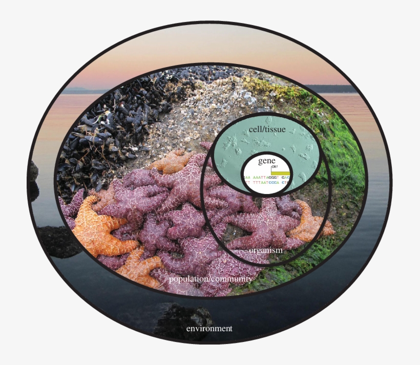 Disease Diagnosis Concentric Ring - Circle - Free Transparent PNG ...