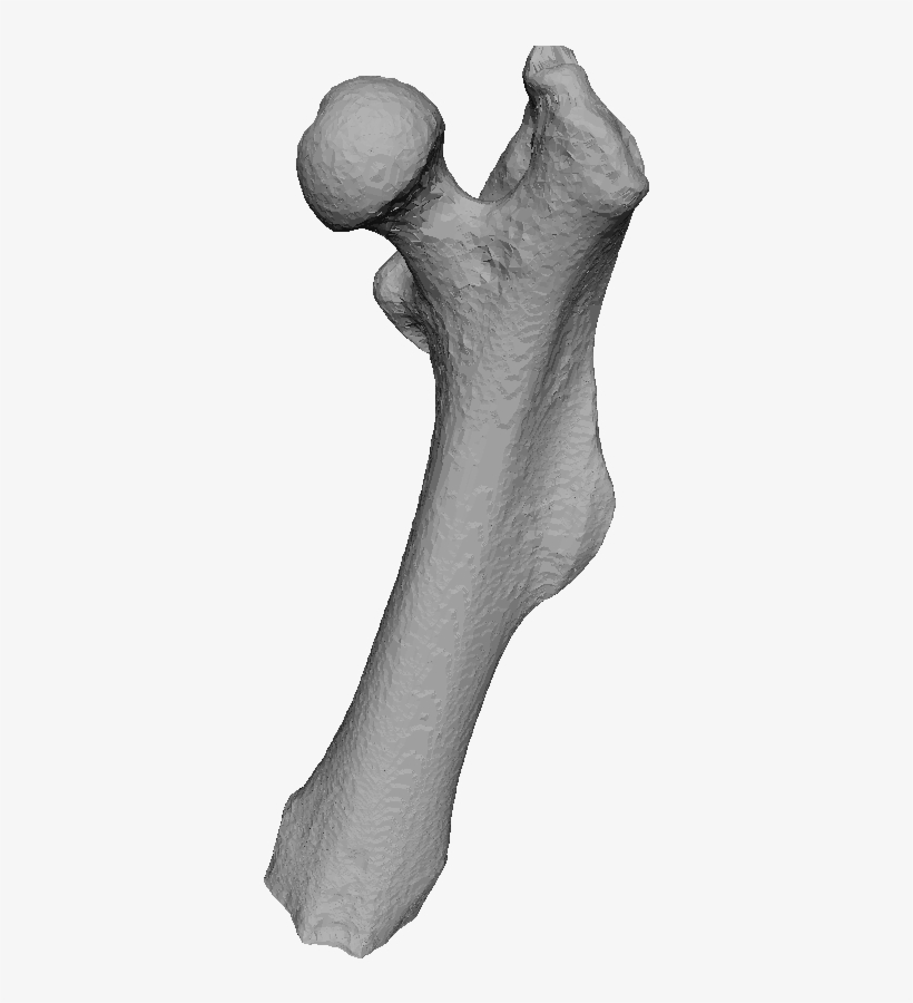 A Ct Scan Of A Mouse Femur Shown As An Image Stack - Drawing - Free ...