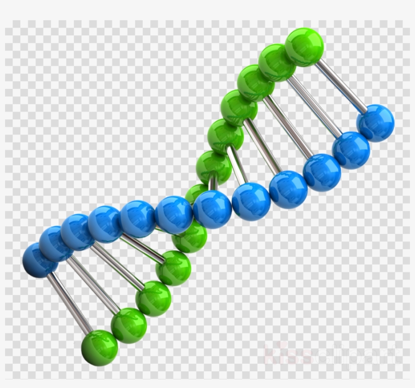 Chromosome Png Clipart Chromosome Dna - Science Fair Project On ...