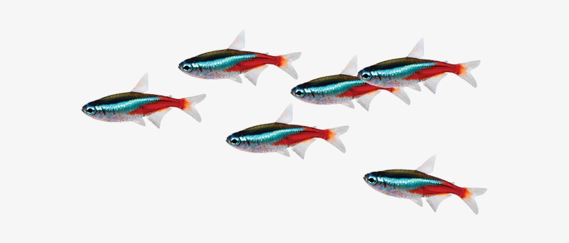 School Of Fish Png - Neon Tetra No Background - Free Transparent PNG ...