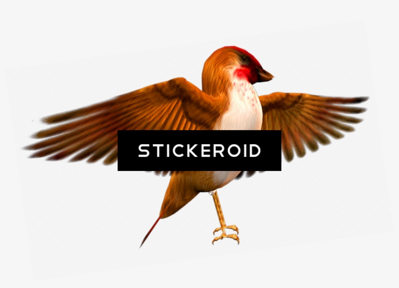 Finch Hd Birds - Duck - Free Transparent PNG Download - PNGkey