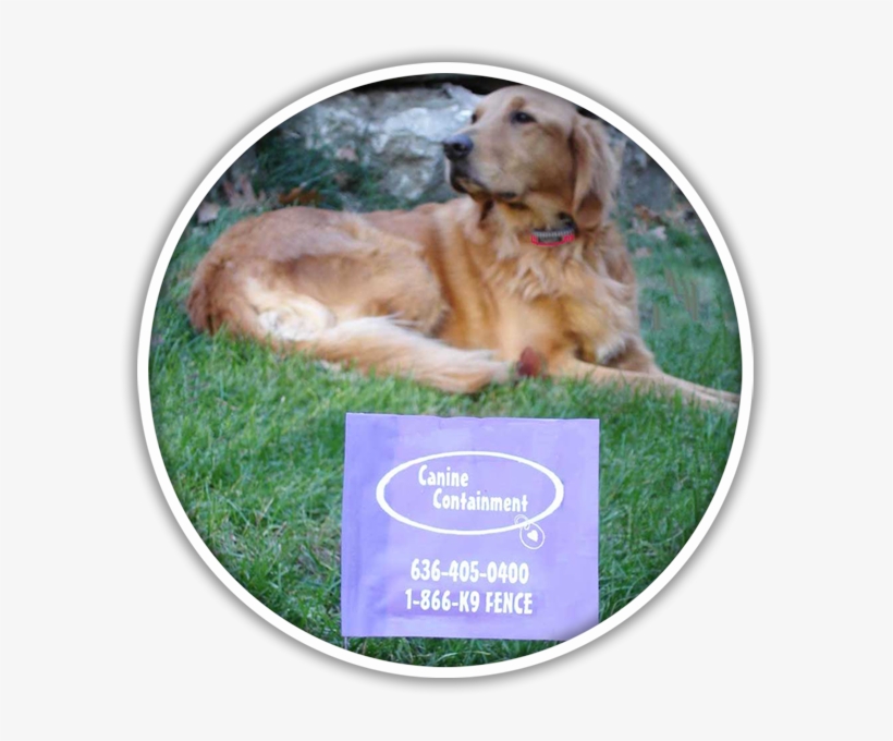 Placeholder - Dog Catches Something - Free Transparent PNG Download ...