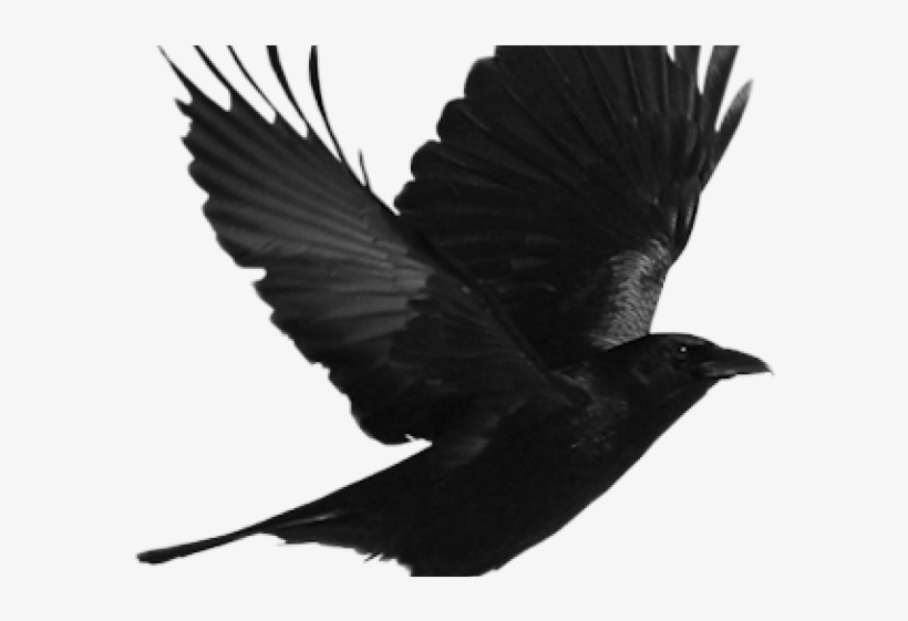 Transparent Crow Png - Free Transparent PNG Download - PNGkey