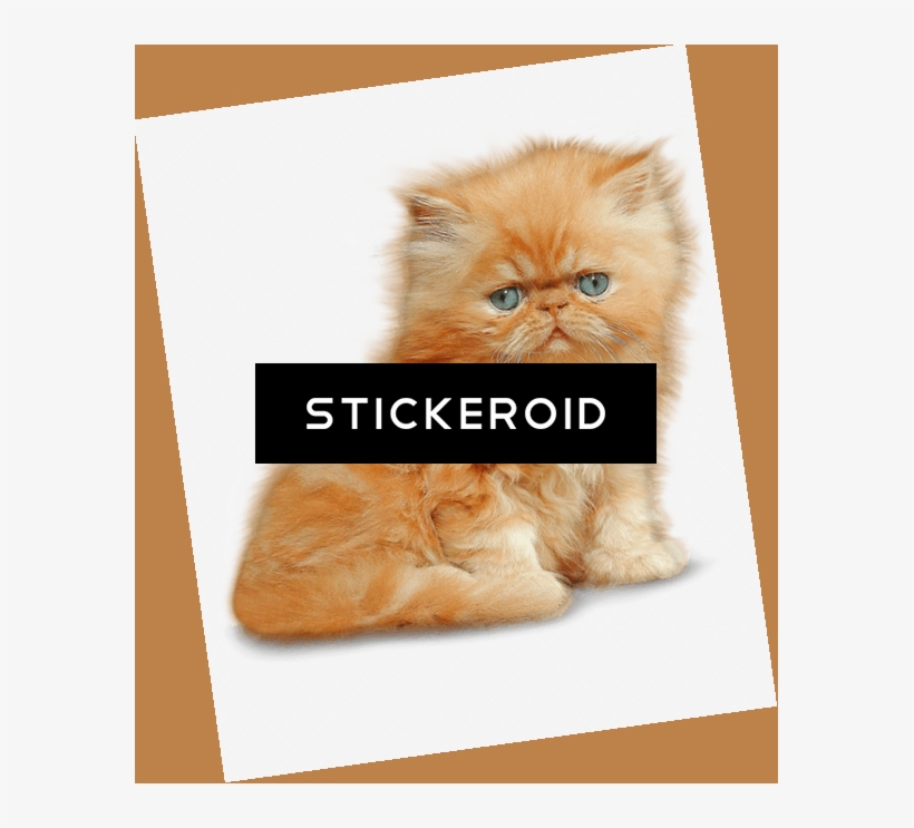 Kitten - Portable Network Graphics - Free Transparent PNG Download - PNGkey