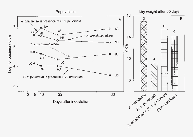 Sizes Of P - Diagram - Free Transparent PNG Download - PNGkey