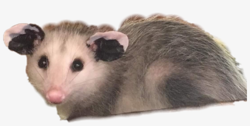 Virginia Opossum - Free Transparent PNG Download - PNGkey