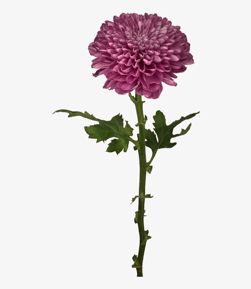 Chrysanths - Free Transparent PNG Download - PNGkey