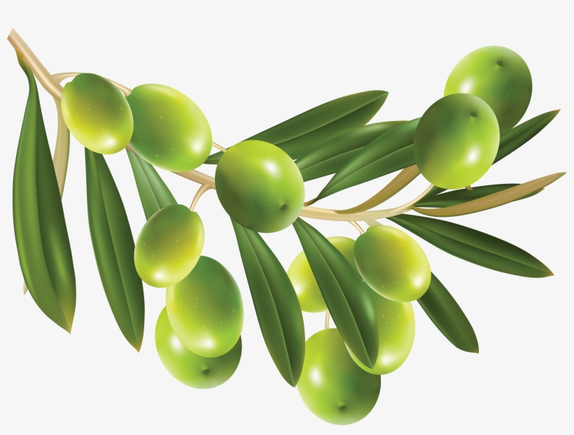 Olive Png - Olive Vector Free Download - Free Transparent PNG Download ...