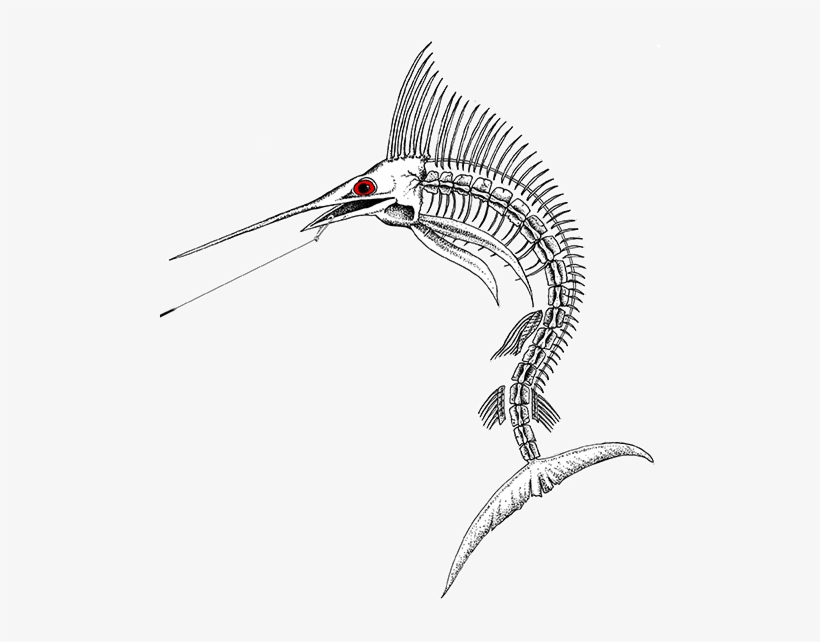 Marlin-final - Marlin Skeleton Png - Free Transparent PNG Download - PNGkey