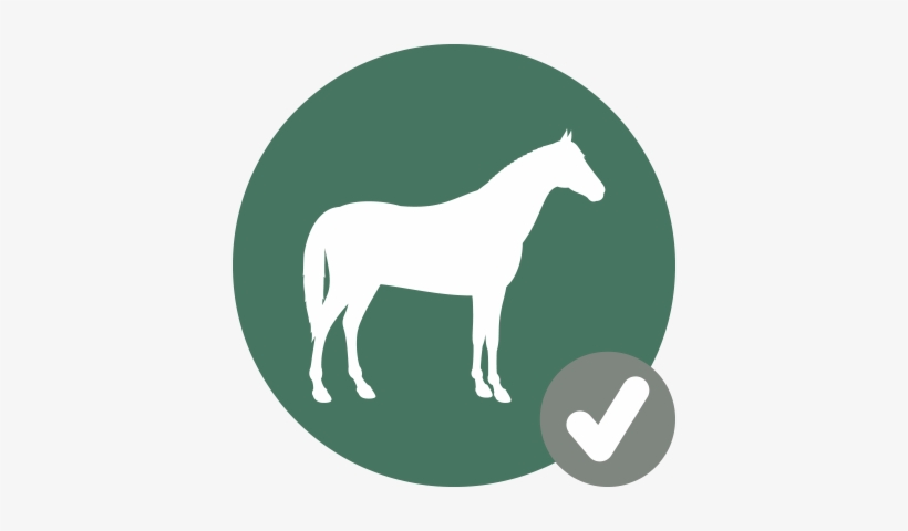 Horse Icon Check - Check Hook - Free Transparent PNG Download - PNGkey