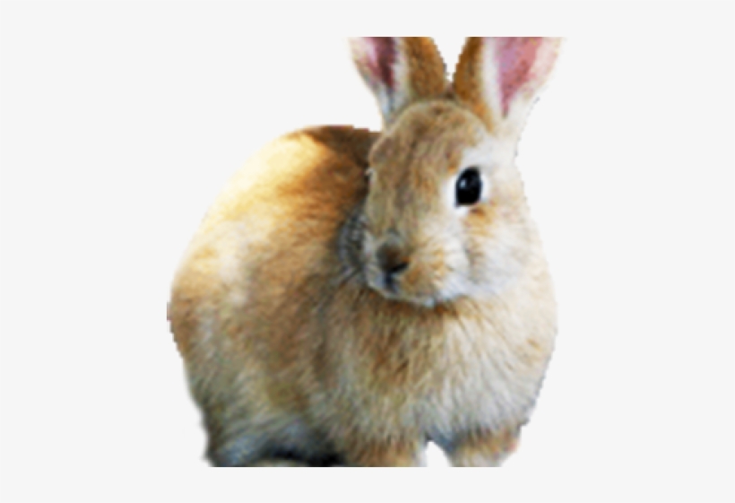 Easter Bunny Clip Art - Free Transparent PNG Download - PNGkey