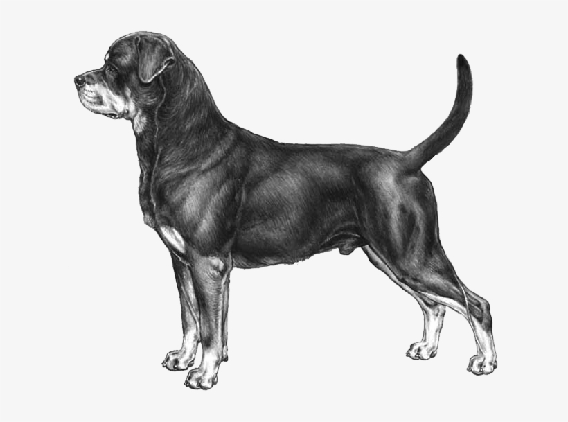 Rottweiler - Italian Kennel Club - Free Transparent PNG Download - PNGkey