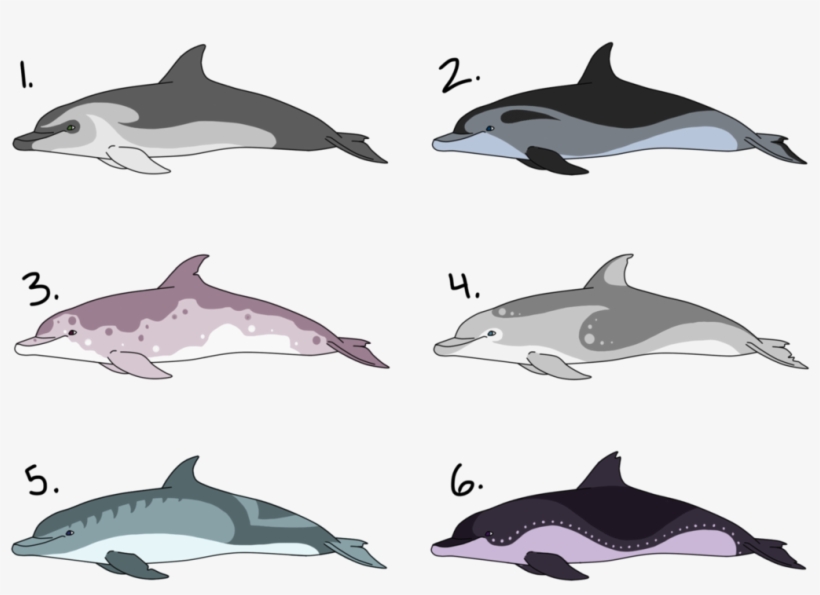 Banner Free Download Bottlenose Dolphin Adoptables - Dolphin Reference ...