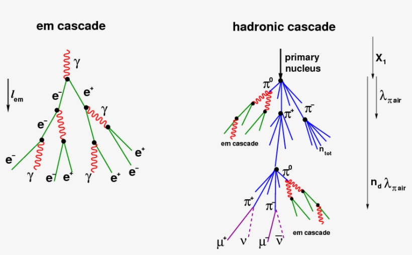 Show More Plots - Electromagnetic Cascade Neutron - Free Transparent ...
