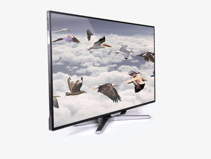 42 Inch Led - Flying Birds - Free Transparent PNG Download - PNGkey