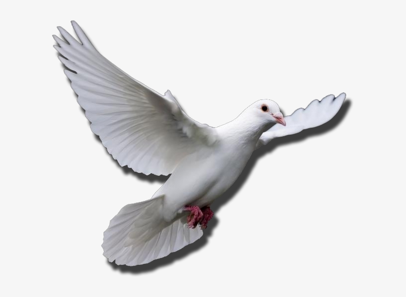 Funeral Doves Png - Flying Dove Gif Transparent - Free Transparent PNG ...