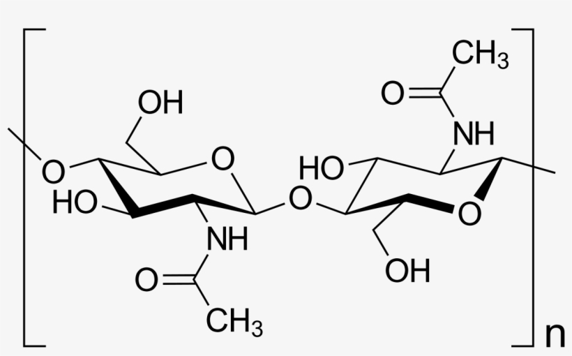 Chitin Png - Free Transparent PNG Download - PNGkey